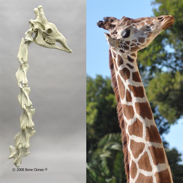 7 Things You ve Always Wondered About Giraffes 7 Things You ve Always Wondered About Giraffes